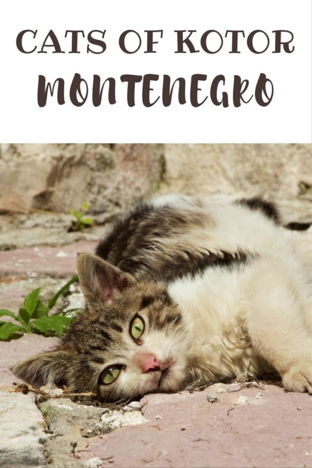 Cats in Kotor Old Town, Montenegro | Europe Travel Guides