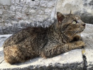 Cats in Kotor Old Town, Montenegro | Europe Travel Guides