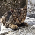 Cats in Kotor Old Town, Montenegro | Europe Travel Guides