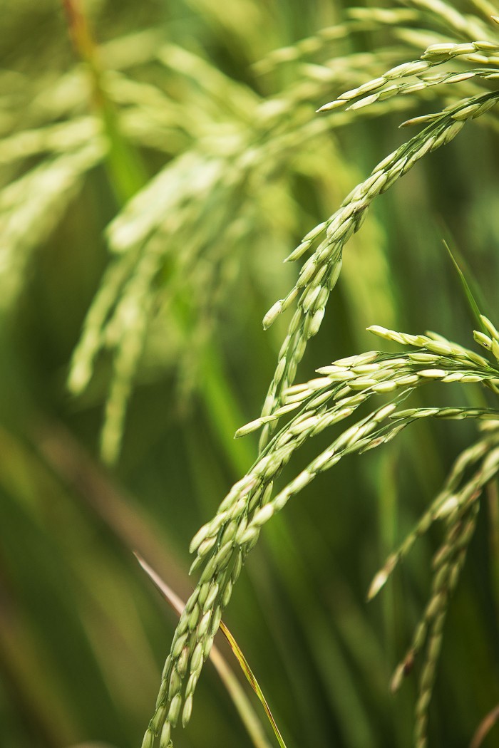 Bali Rural Commune | A Guide for Independent Travellers to Indonesia