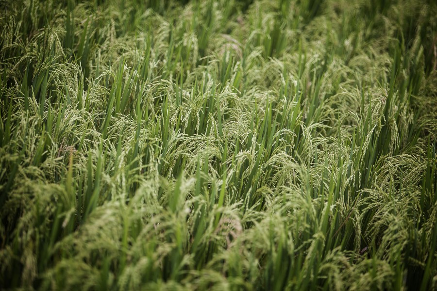 Bali Rural Commune | A Guide for Independent Travellers to Indonesia