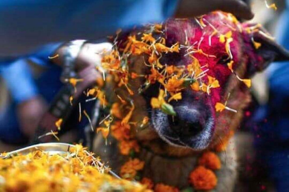 Kukur Tihar (Kukur Puja): the Nepalese Festival that Celebrates Dogs