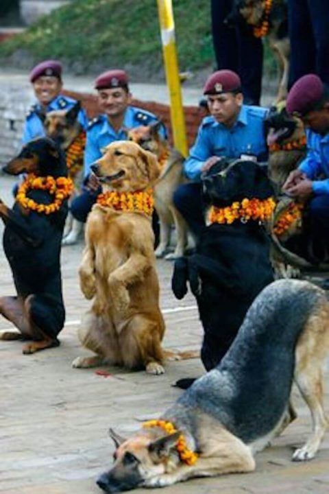 Kukur Tihar (Kukur Puja): the Nepalese Festival that Celebrates Dogs