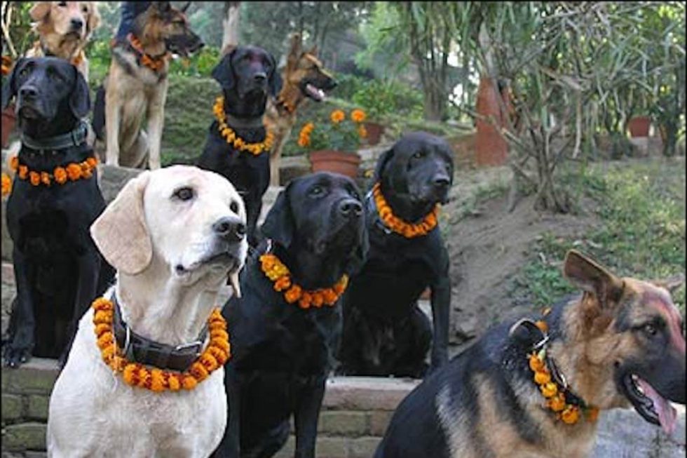 Kukur Tihar (Kukur Puja): the Nepalese Festival that Celebrates Dogs