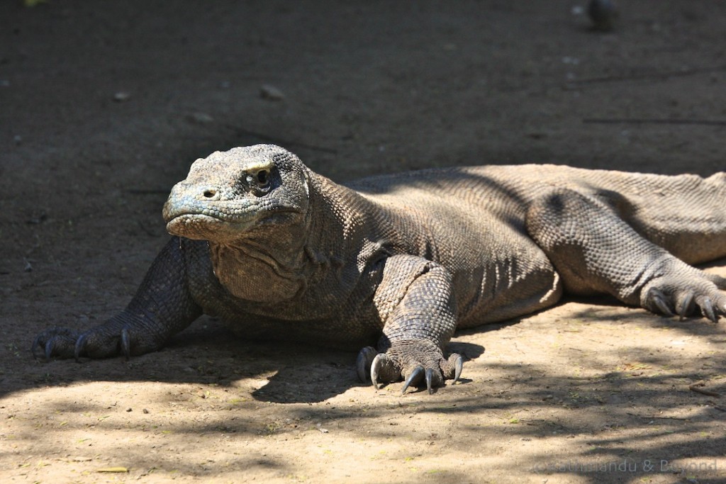 Komodo National Park: Dragons and Islands in Indonesia