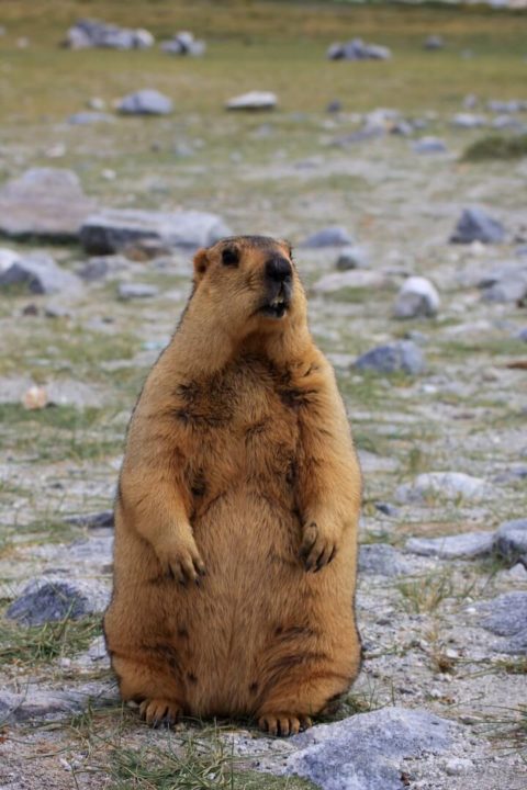 Travel Shot | Feeding Himalayan marmots in Ladakh, India