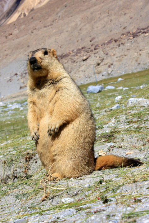 Travel Shot | Feeding Himalayan marmots in Ladakh, India